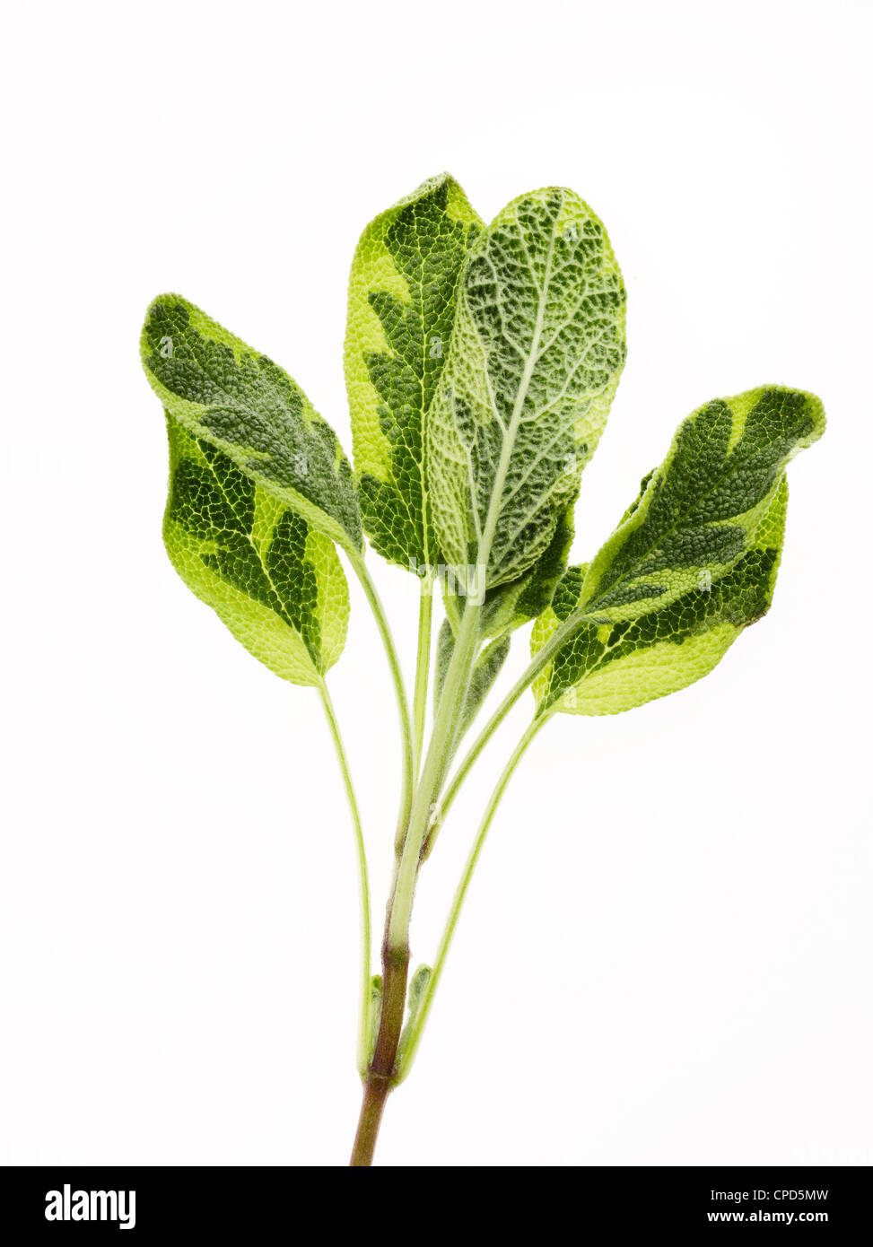 Sprig fresh sage herb hi-res stock photography and images - Alamy