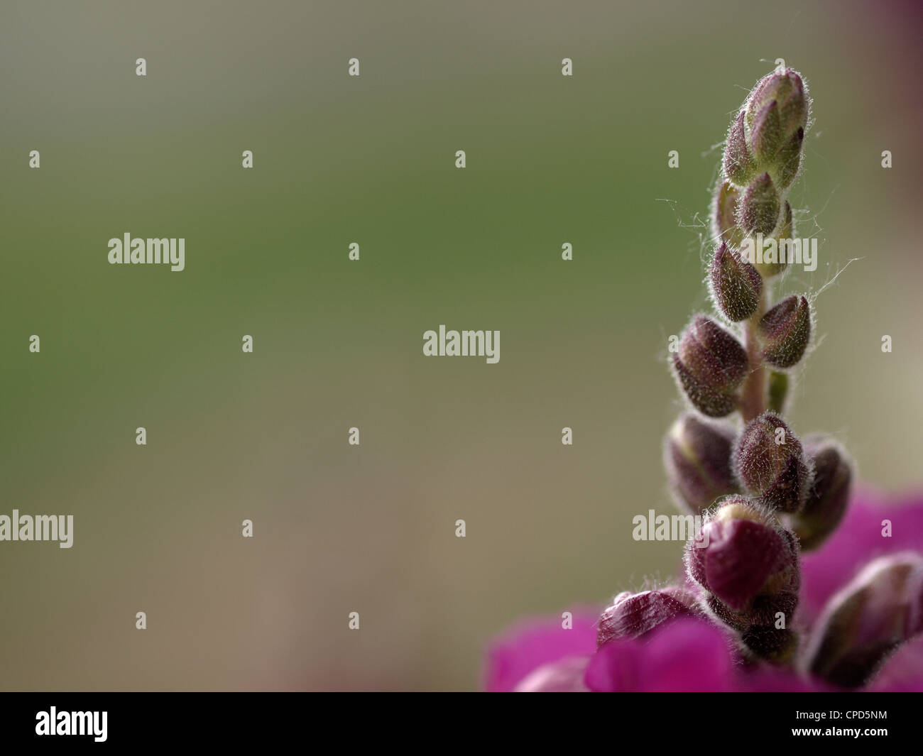Buds of a pink snapdragon (Antirrhinum majus Stock Photo - Alamy