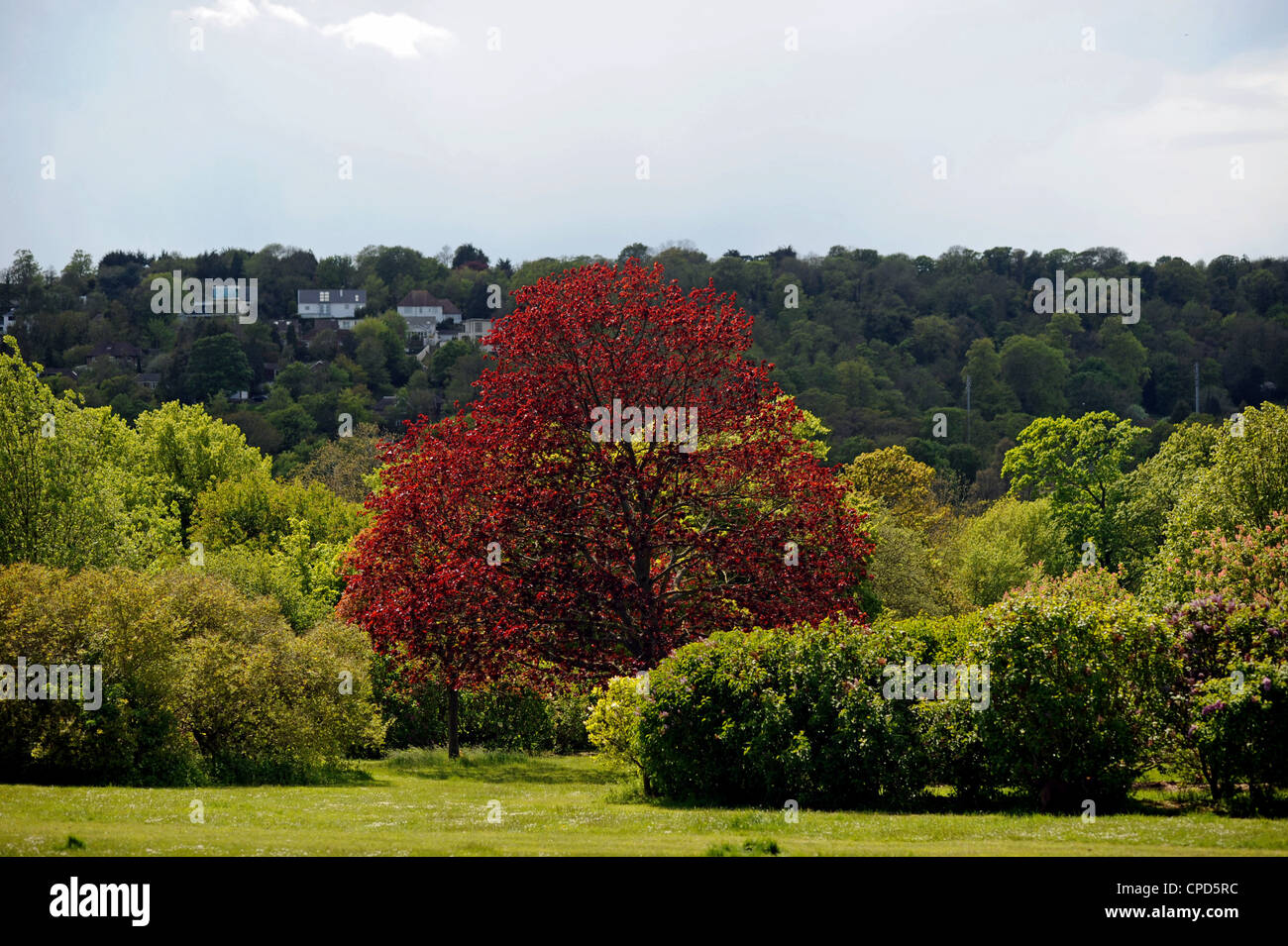 Magnificent red foliage on a tree in Withdean Park Brighton UK Stock ...