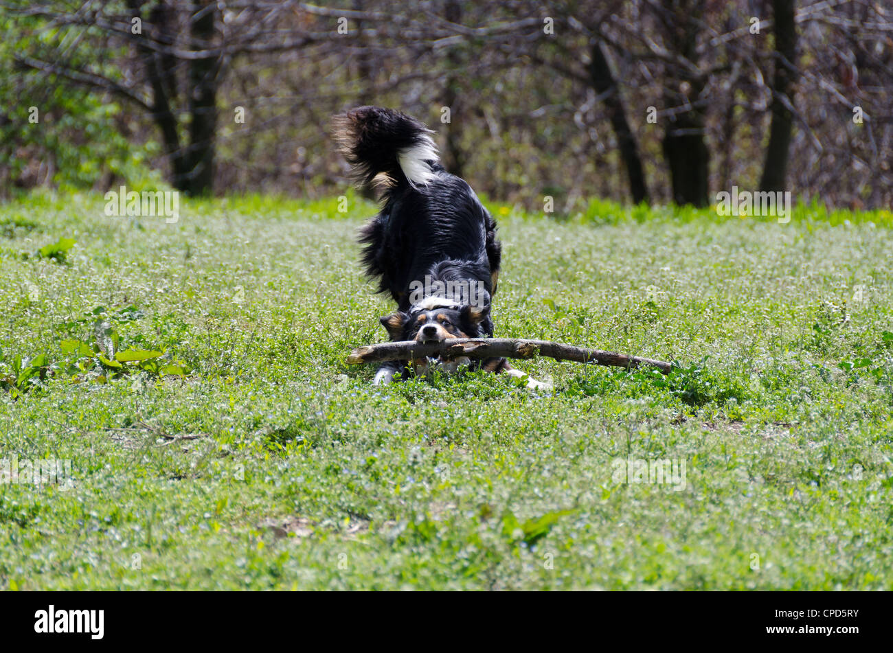Border collie biting a stick hi-res stock photography and images - Alamy