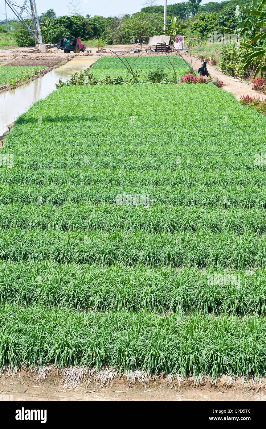 Chinese chive bed Stock Photo - Alamy