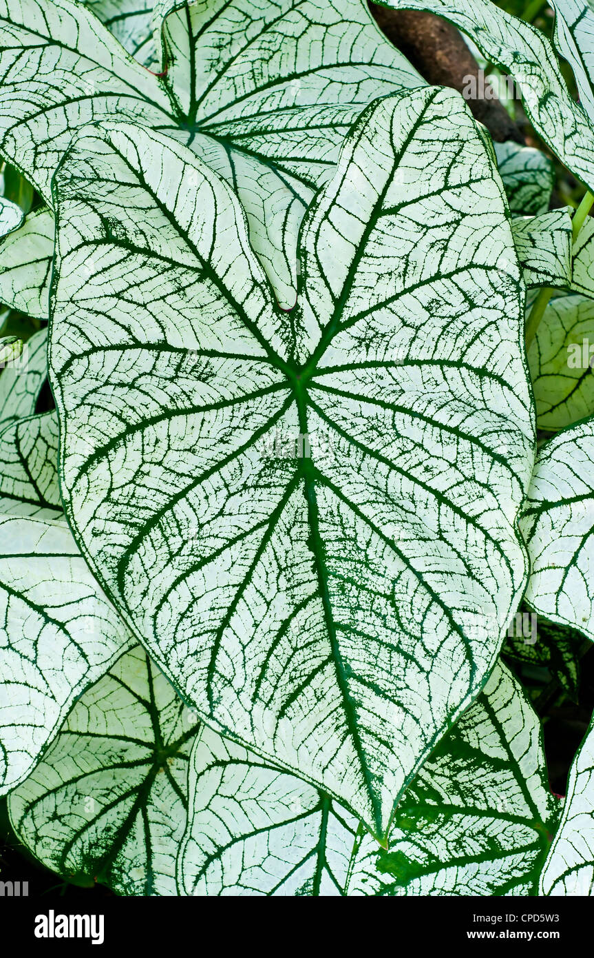 Caladium hi-res stock photography and images - Alamy
