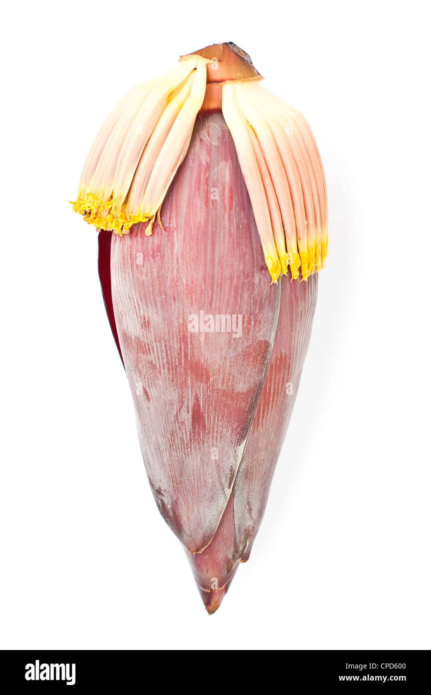 Single banana tree Cut Out Stock Images & Pictures - Alamy