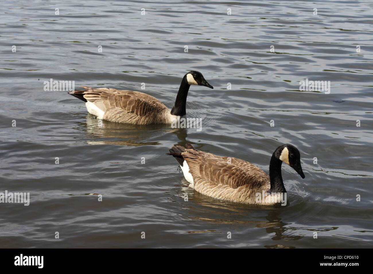 A pair of Canadian Geese floating on a lake Stock Photo - Alamy