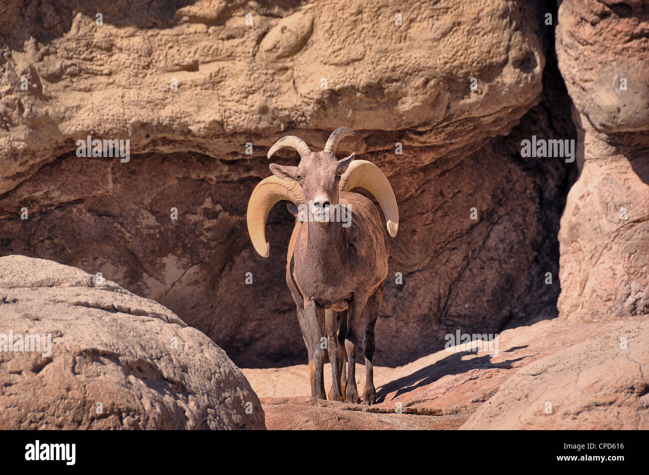 Arizona Desert Mountain Goats