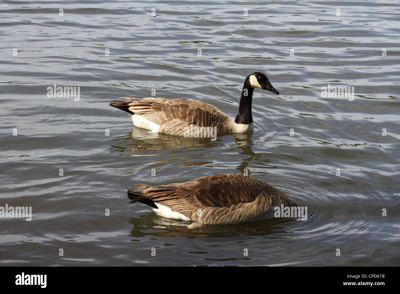 A pair of Canadian Geese on a lake, one with head in the water Stock ...