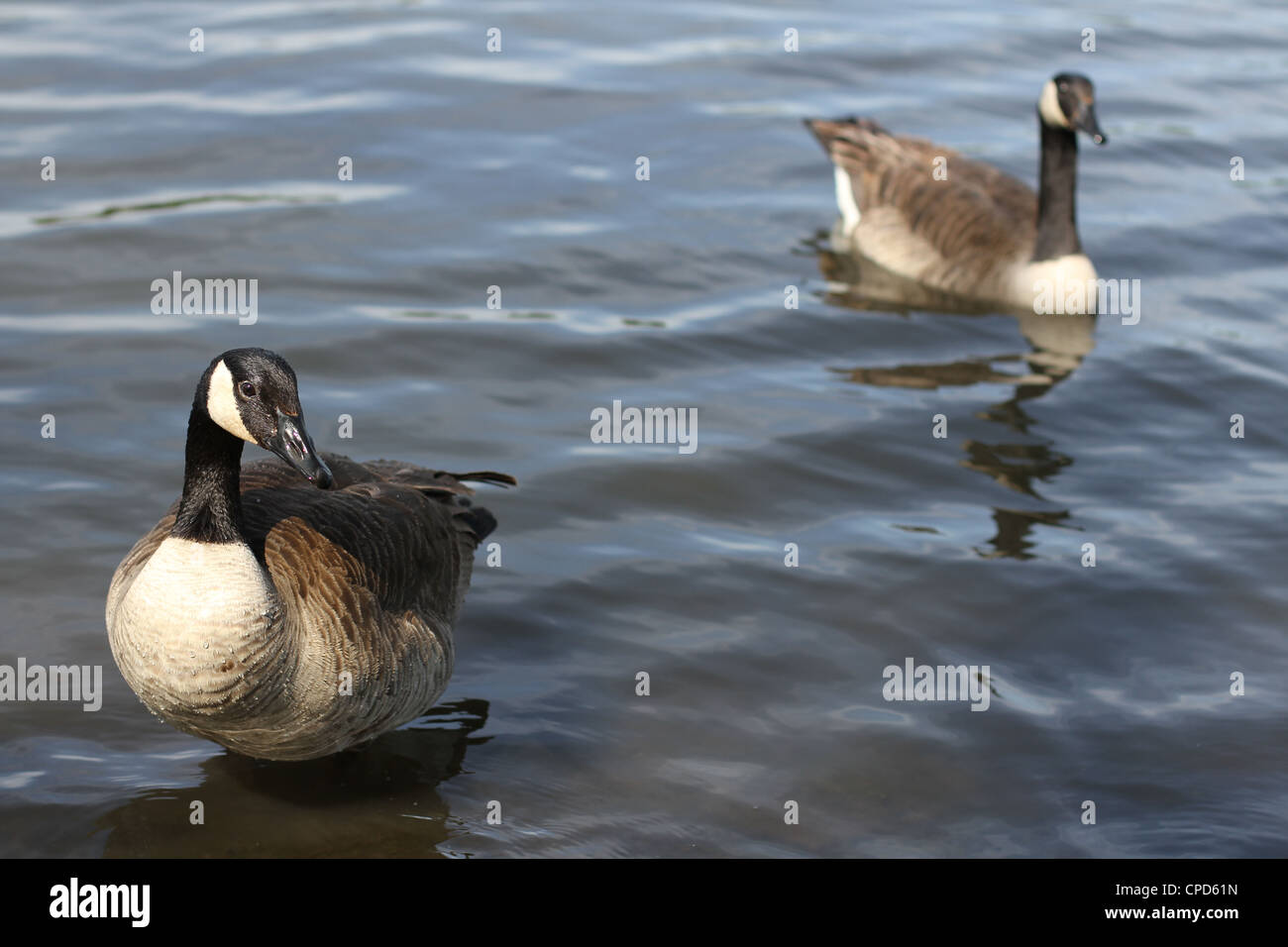 Pair of canadian geese hi-res stock photography and images - Alamy