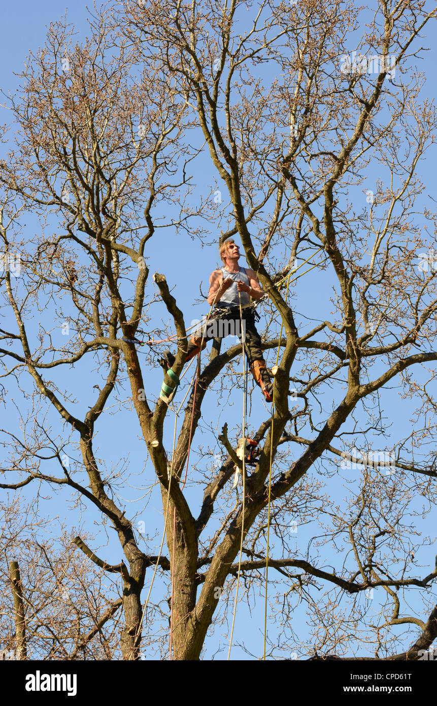 Tree surgeon at work on an oak tree in Sussex Stock Photo - Alamy