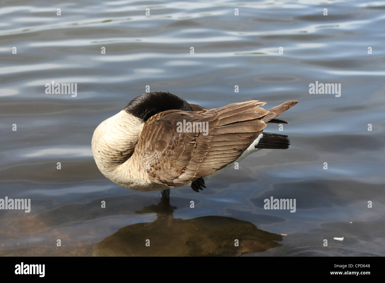 A preening Canadian Goose in a lake Stock Photo - Alamy