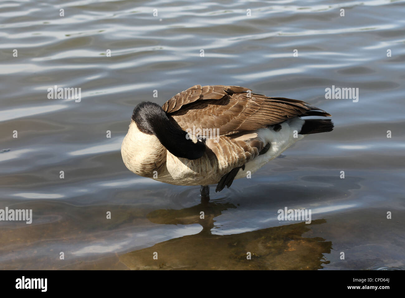 Canadian goose preening hi-res stock photography and images - Alamy