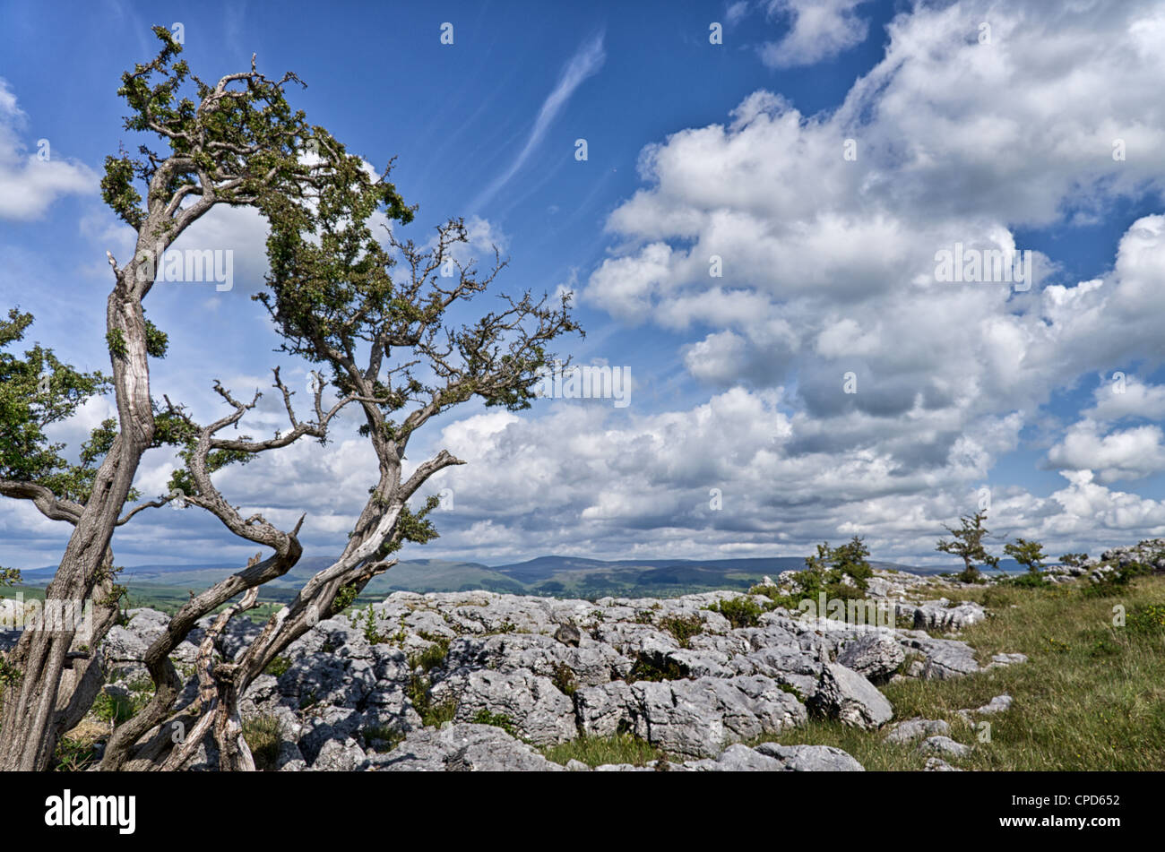 Lone tree Farleton Knott Cumbria with limestone outcrops Stock Photo ...