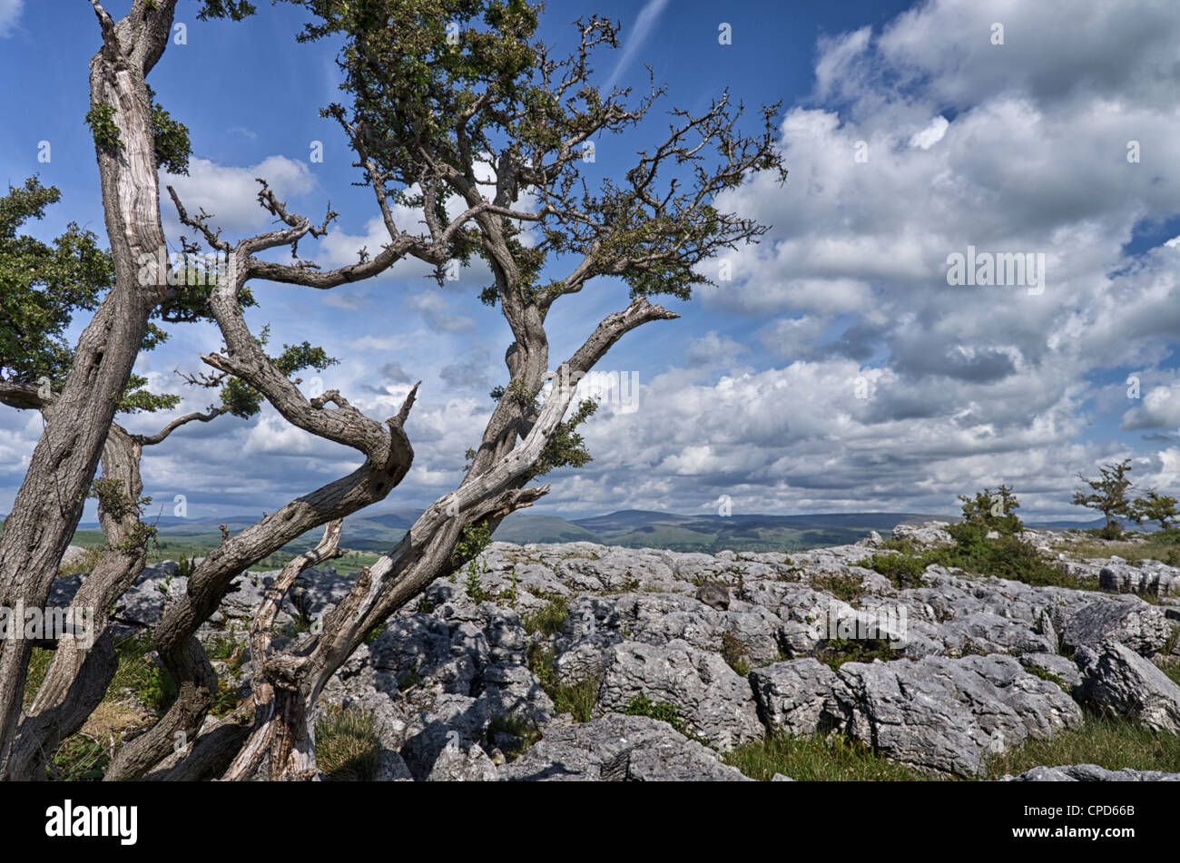 Lone tree Farleton Knott Cumbria with limestone outcrops Stock Photo ...