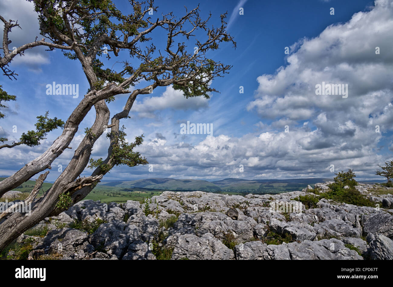 Lone tree Farleton Knott Cumbria with limestone outcrops Stock Photo ...