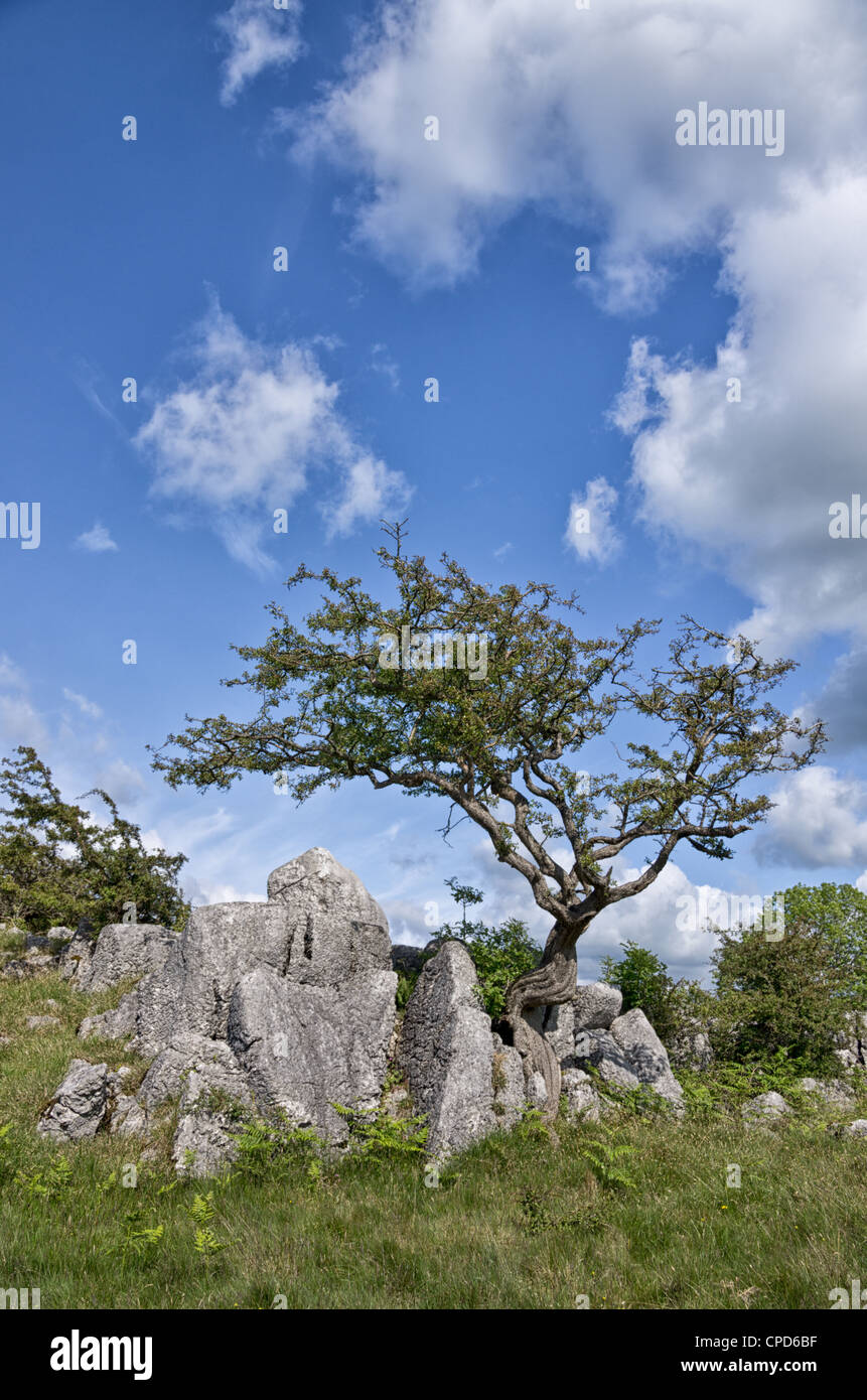 Lone tree Farleton Knott Cumbria with limestone outcrops Stock Photo ...