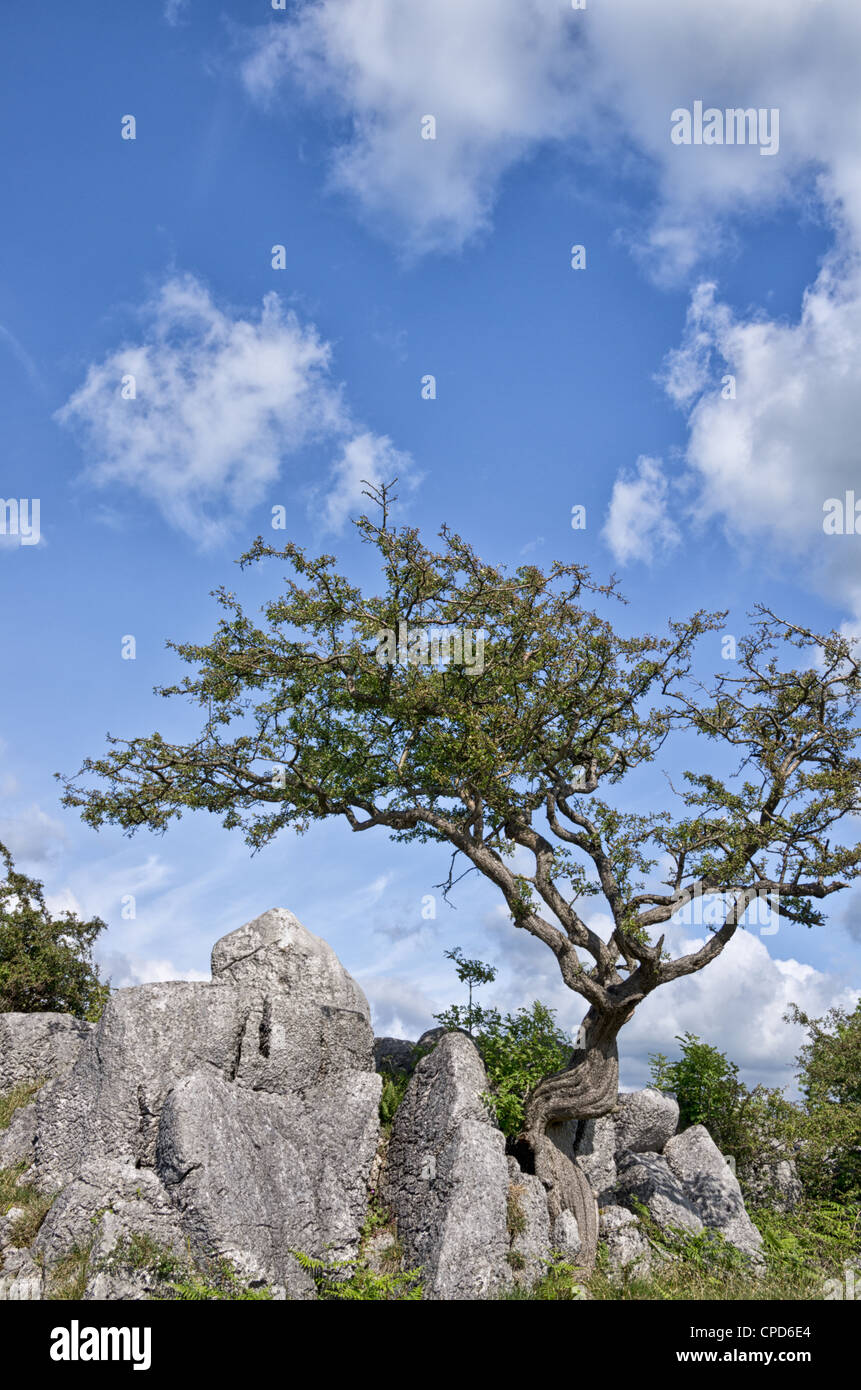 Lone tree Farleton Knott Cumbria with limestone outcrops Stock Photo ...