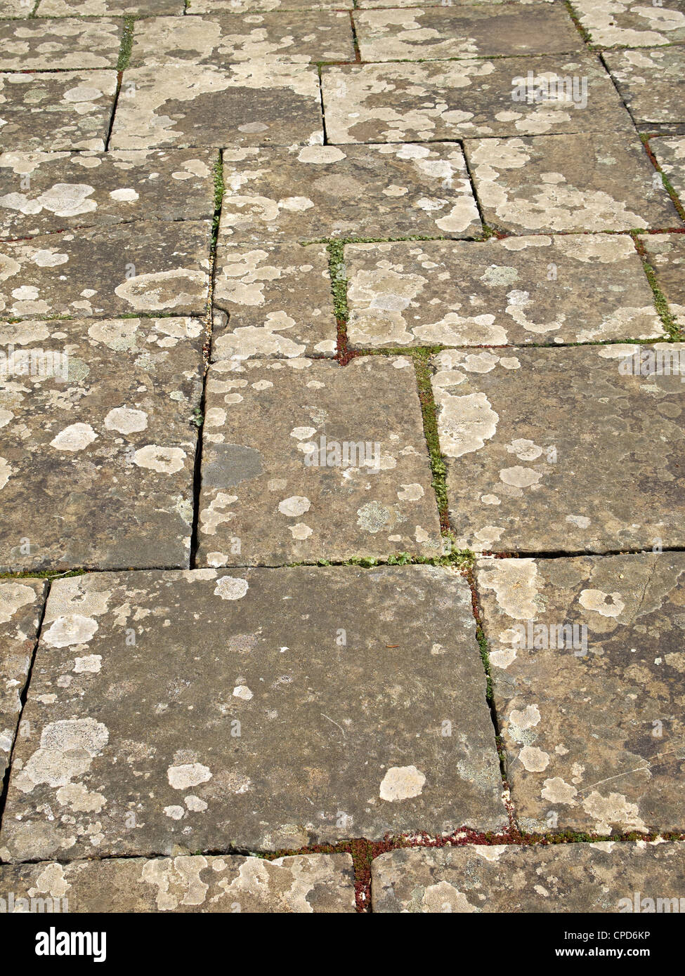 Weathered and worn York stone flagstone path with plants growing ...