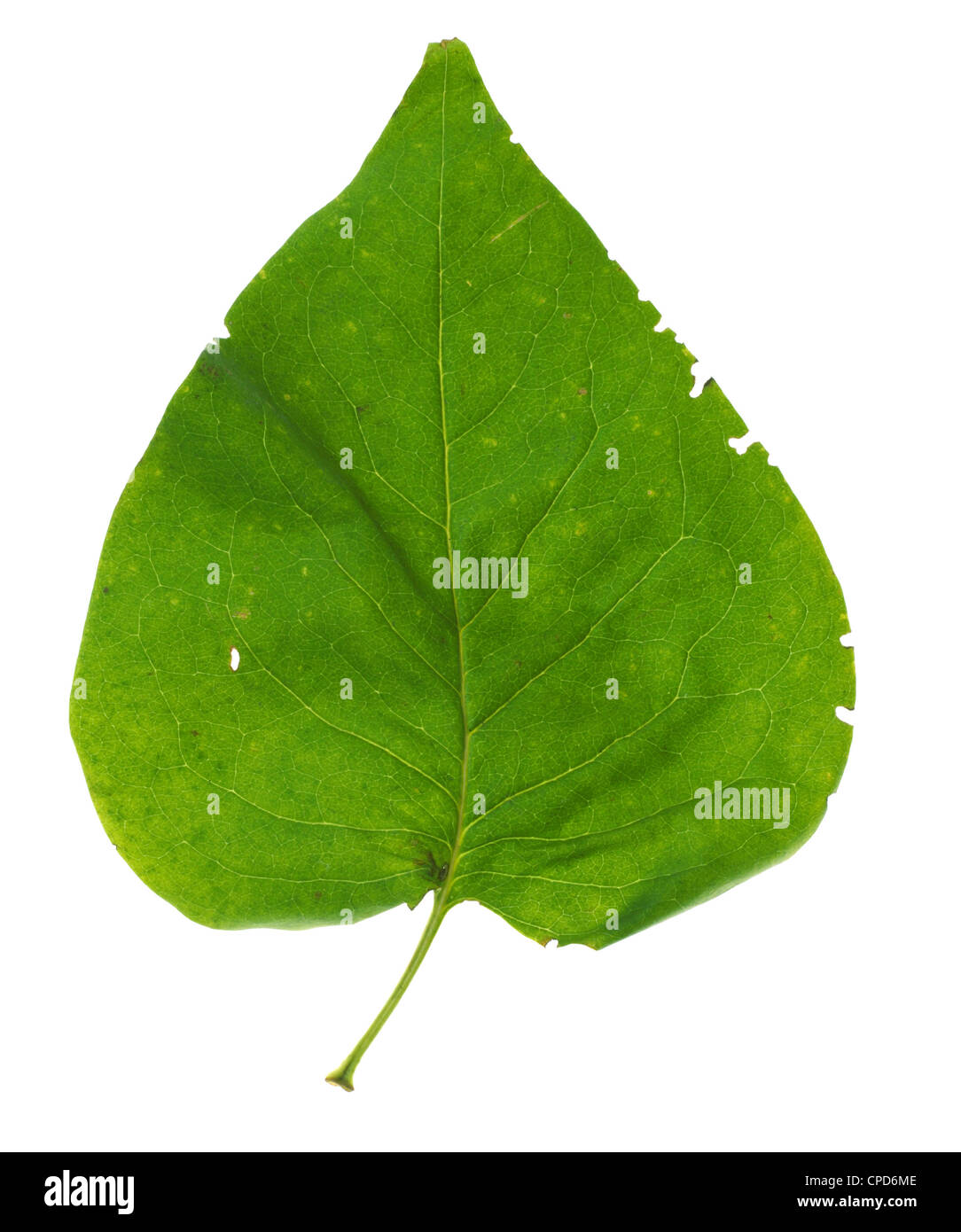 Lilac leaf hi-res stock photography and images - Alamy