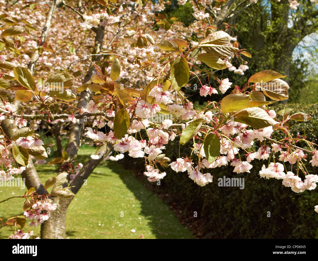 cherry blossom Prunus serrulata in an English garden in May Stock Photo ...