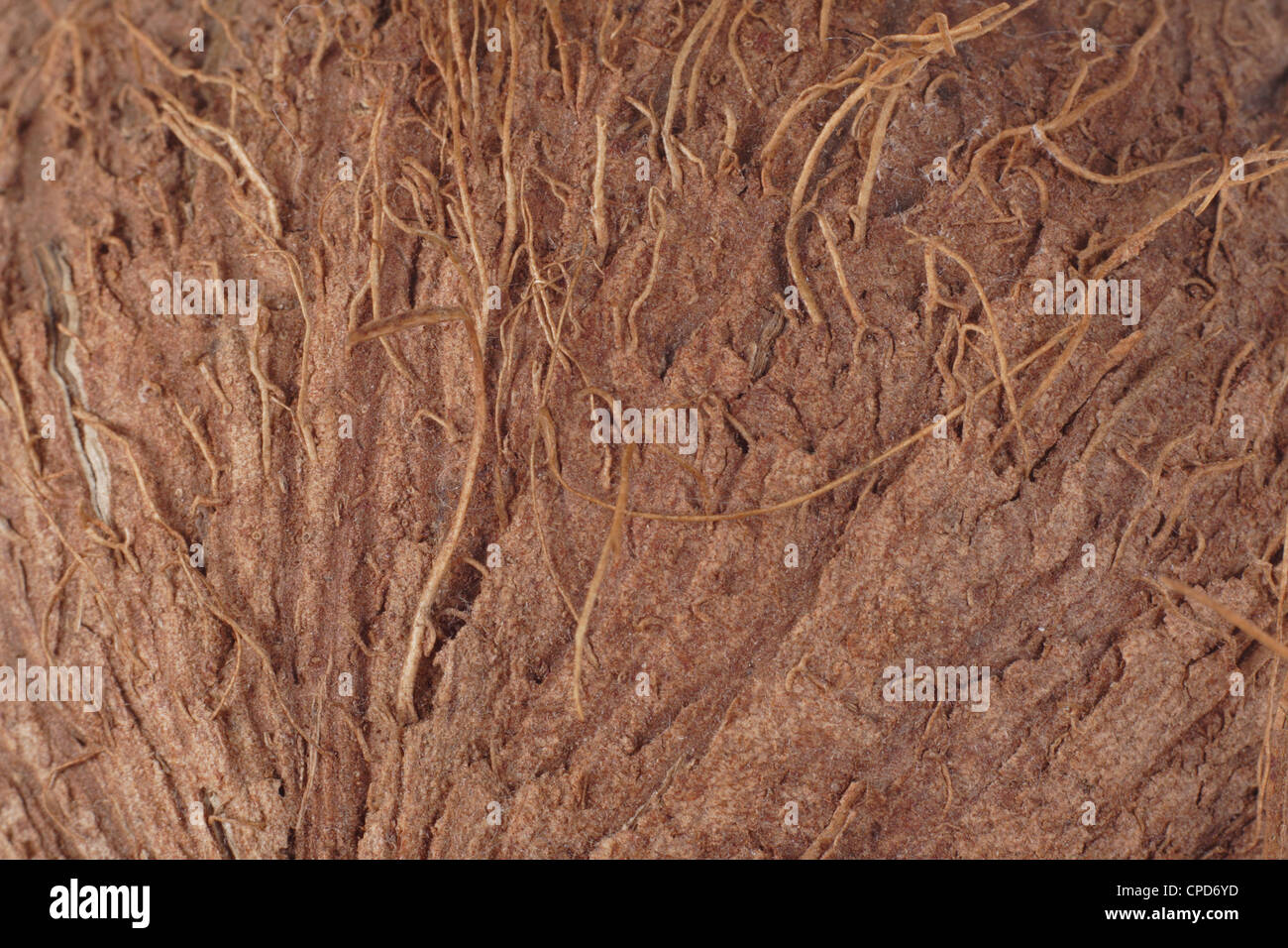 Coconut fruit shell husk hi-res stock photography and images - Alamy