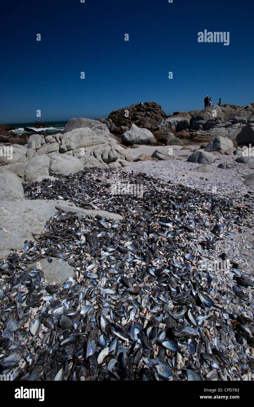 Mussel shells hi-res stock photography and images - Alamy