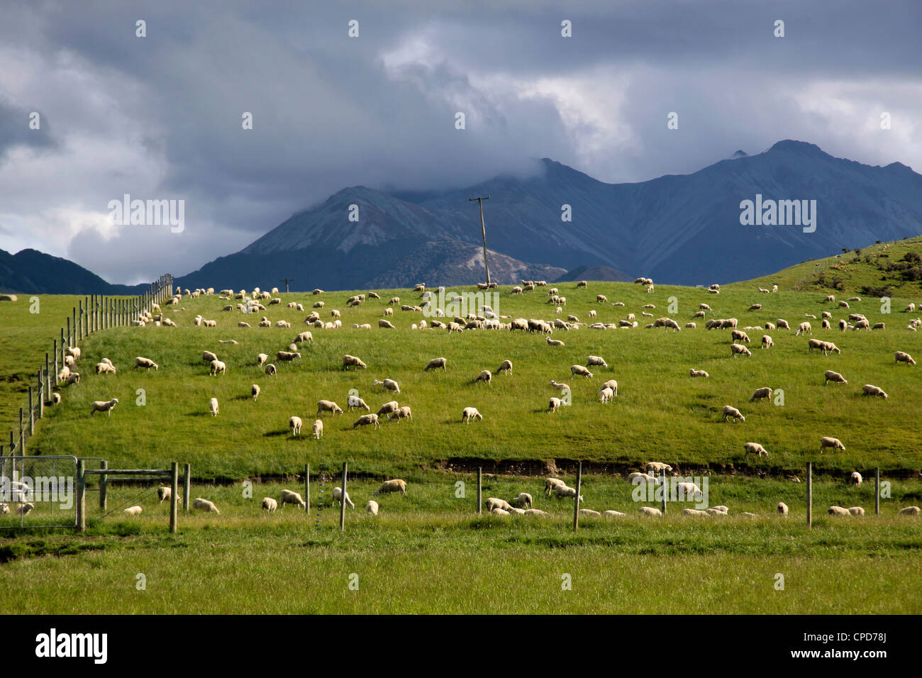 New zealand sheep hi-res stock photography and images - Alamy