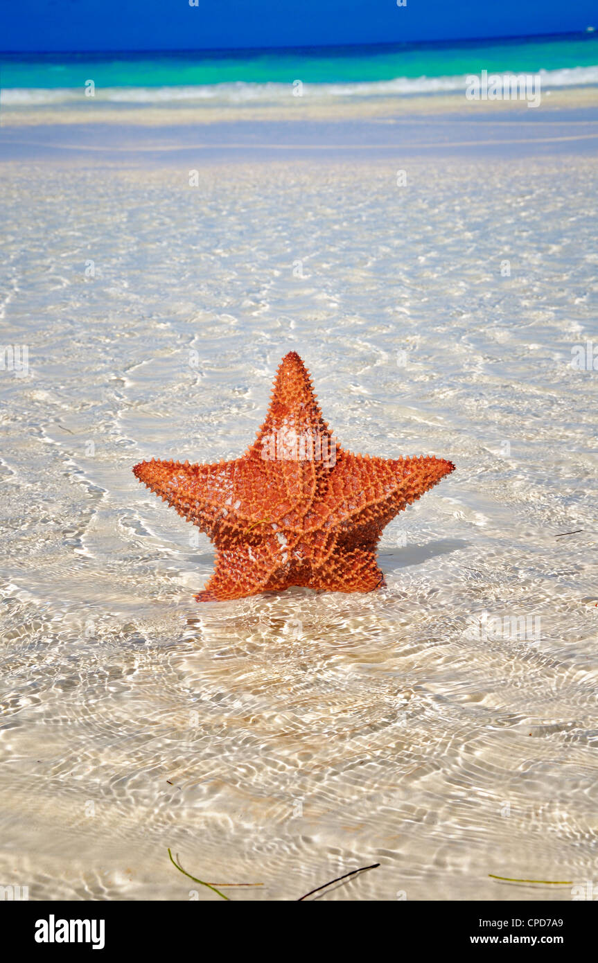 Detail of big starfish on shallow water of tropical beach Stock Photo ...