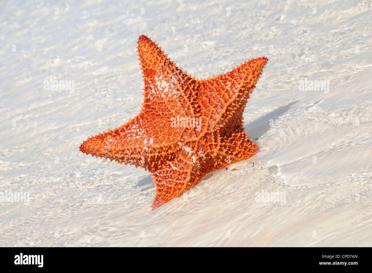 Cuba sand sealife starfish hi-res stock photography and images - Alamy