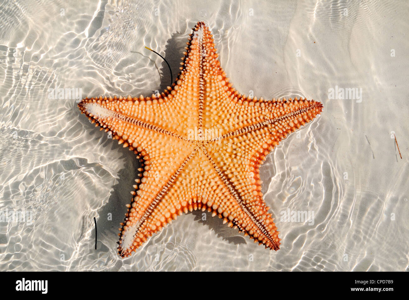 Cuba sand sealife starfish hi-res stock photography and images - Alamy