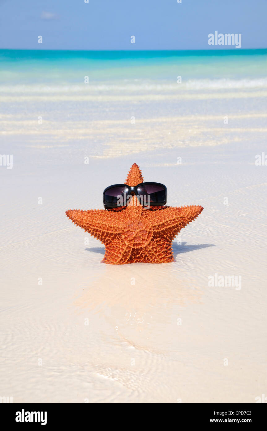 Funny starfish with sunglasses on tropical beach background Stock Photo ...