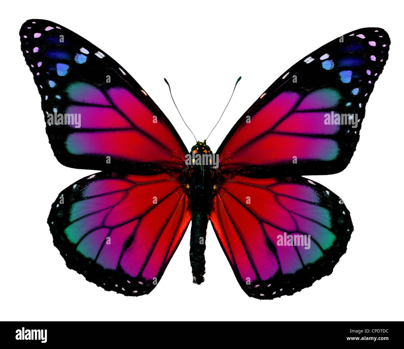 Monarch butterfly with fantasy colors Stock Photo - Alamy