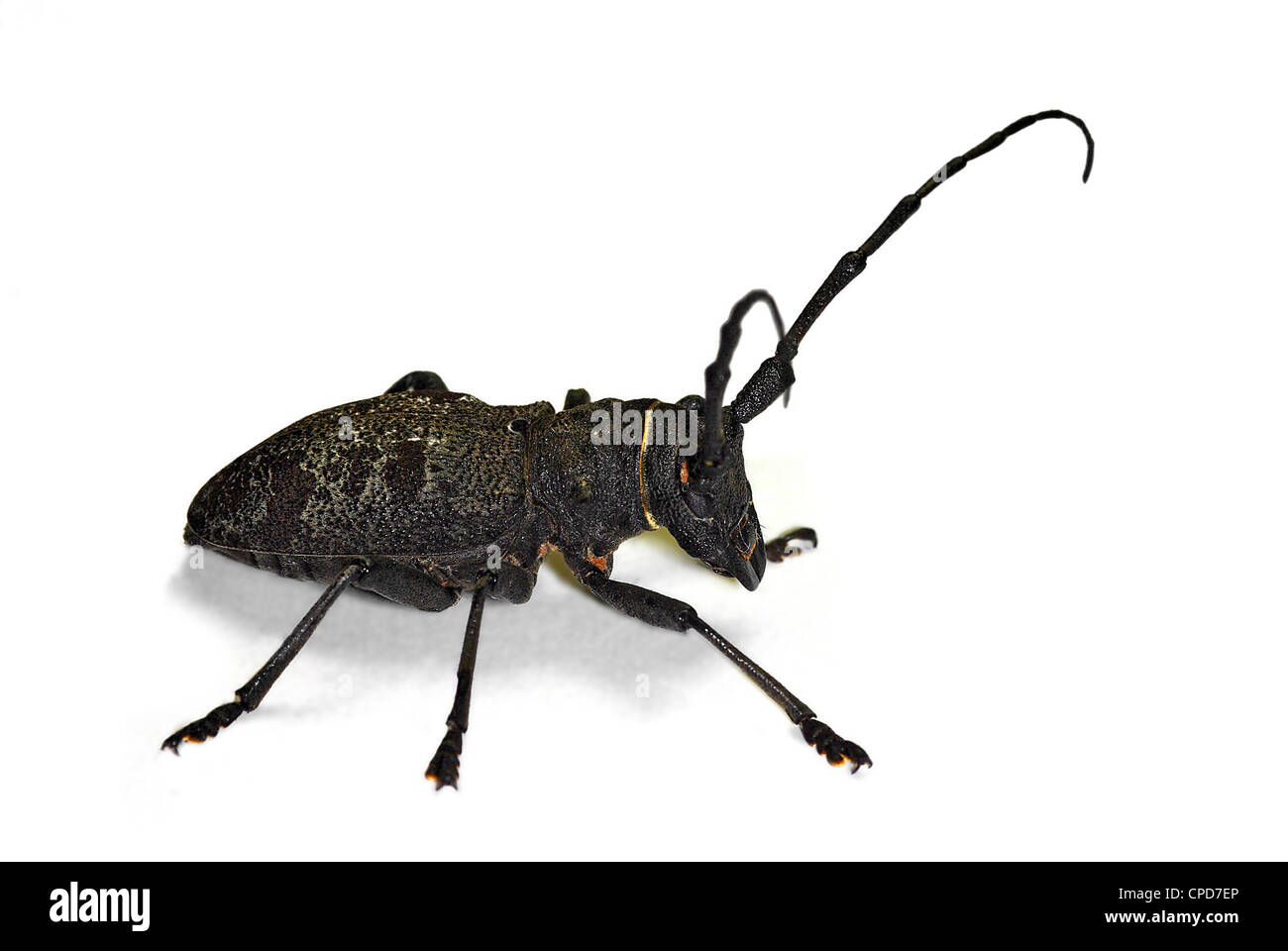 Asper High Resolution Stock Photography and Images - Alamy