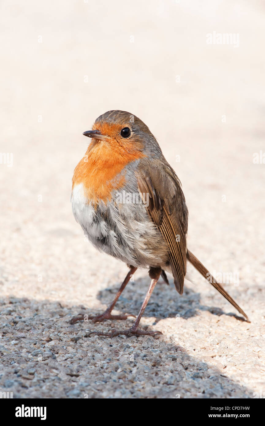 Robin lit by sunlight hi-res stock photography and images - Alamy