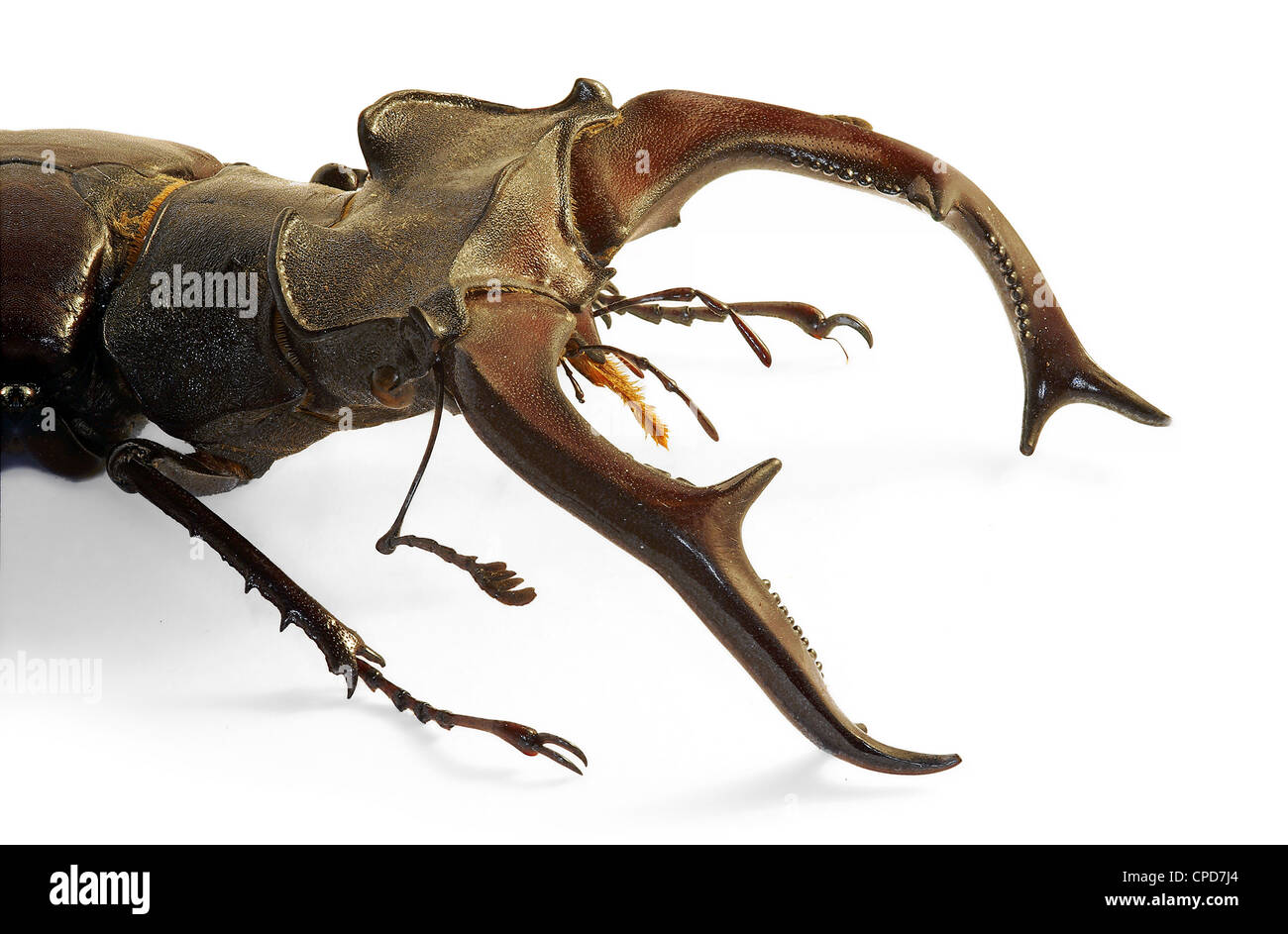 Stag beetle Lucanus cervus, the largest european beetle, an endangered ...
