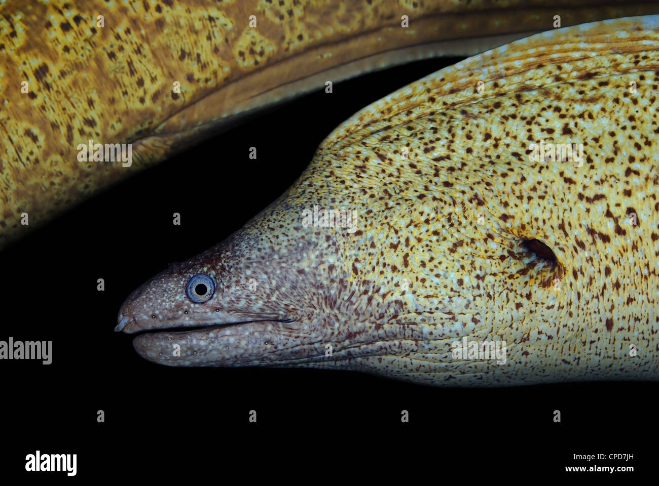 Adriatic sea fish hi-res stock photography and images - Alamy