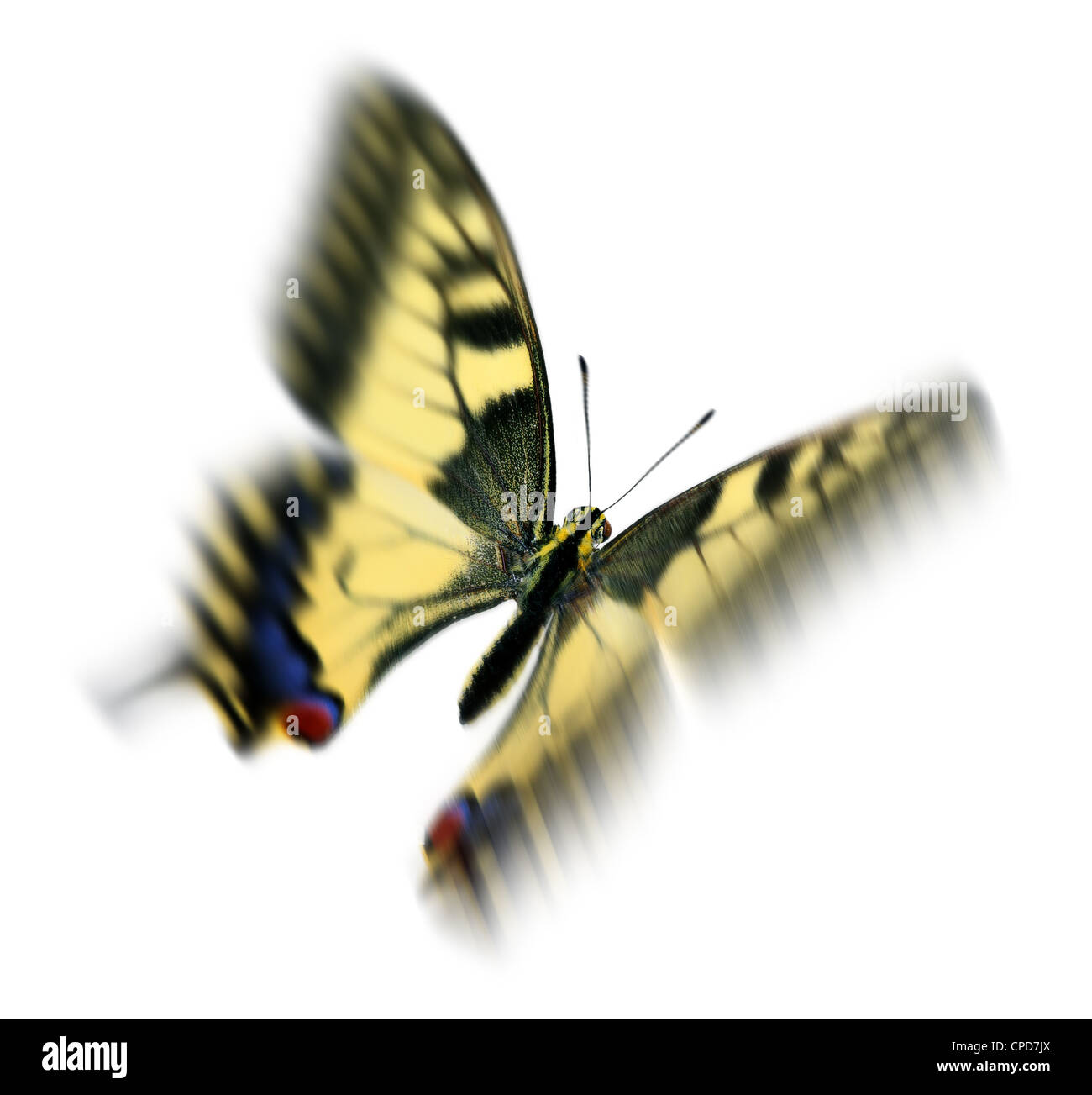 Common swallowtail (Papilio machaon) in flight, with motion blur Stock ...
