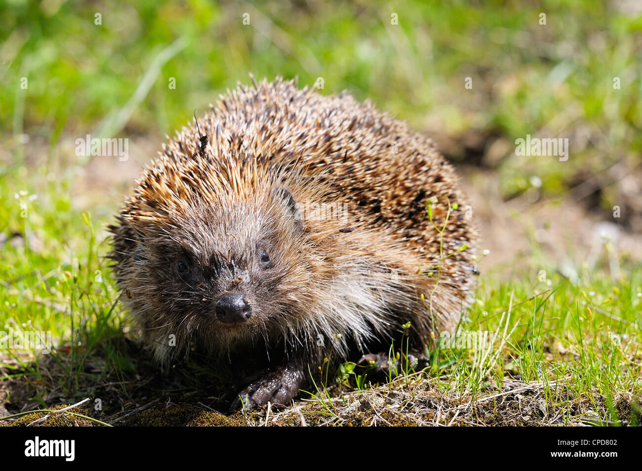 Eastern european hedgehog hi-res stock photography and images - Alamy