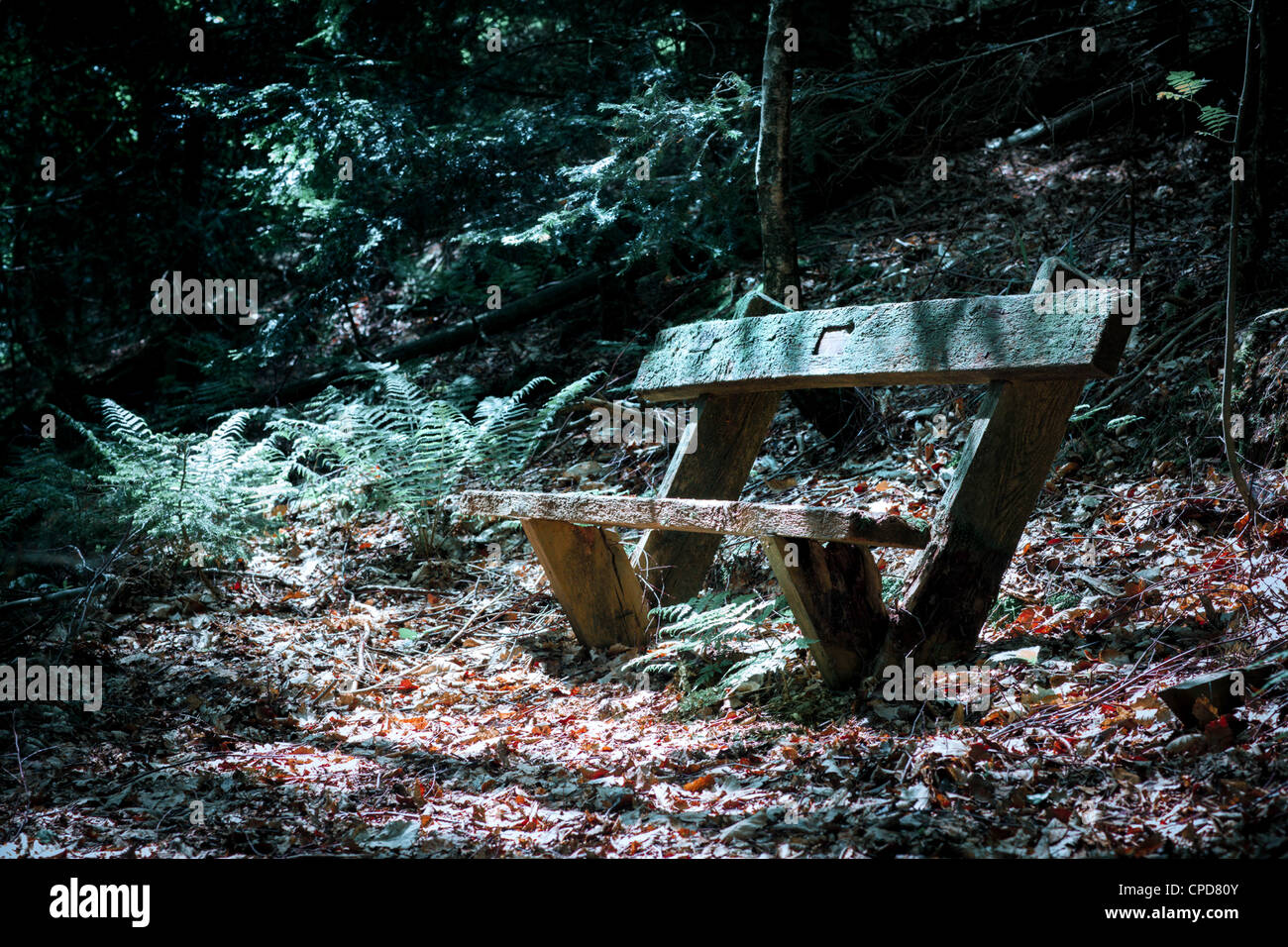Bench in the forest Stock Photo - Alamy