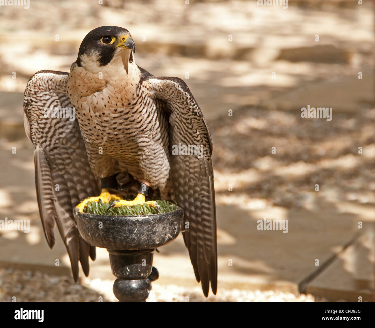 Falcon hi-res stock photography and images - Alamy