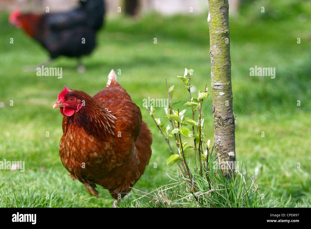 a hybrid hen standing next to a small trunk and looking at the camera ...