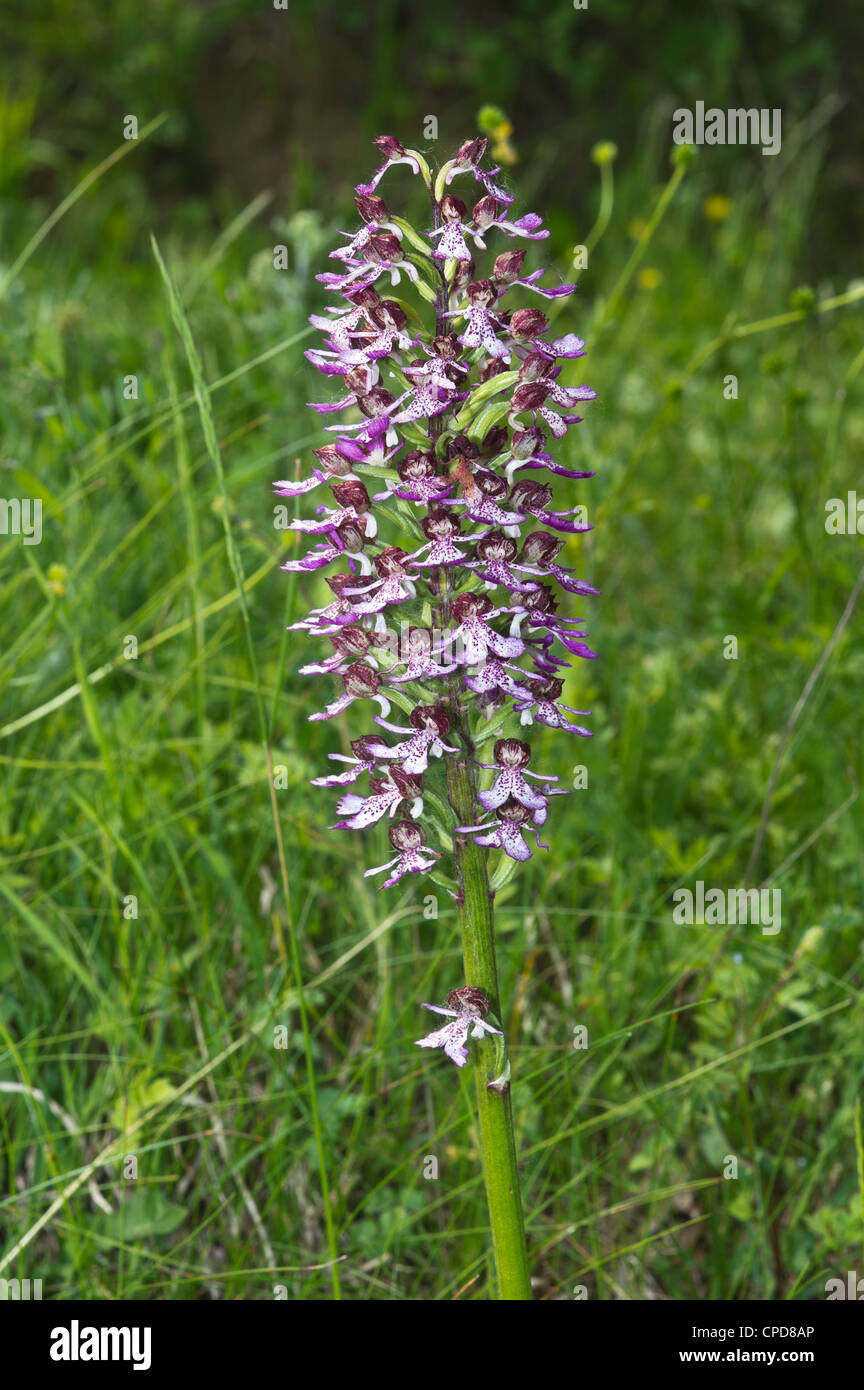 Orchid orchids wild flowers field hi-res stock photography and images ...