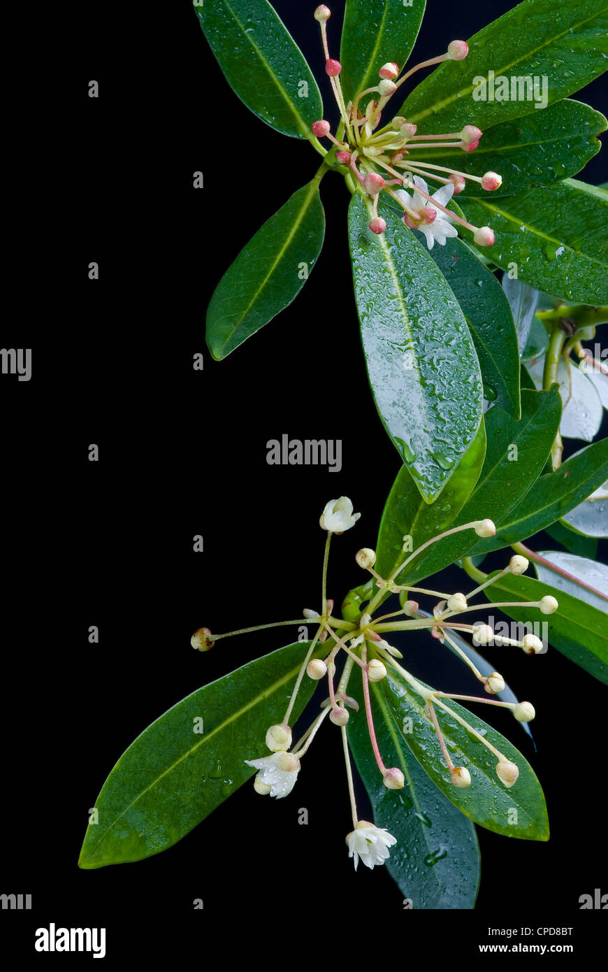 Drimys winteri-wintera aromatica, flower buds starting to open Stock ...