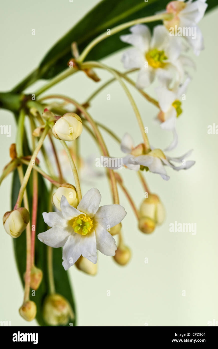Drimys winteri-wintera aromatica Stock Photo - Alamy