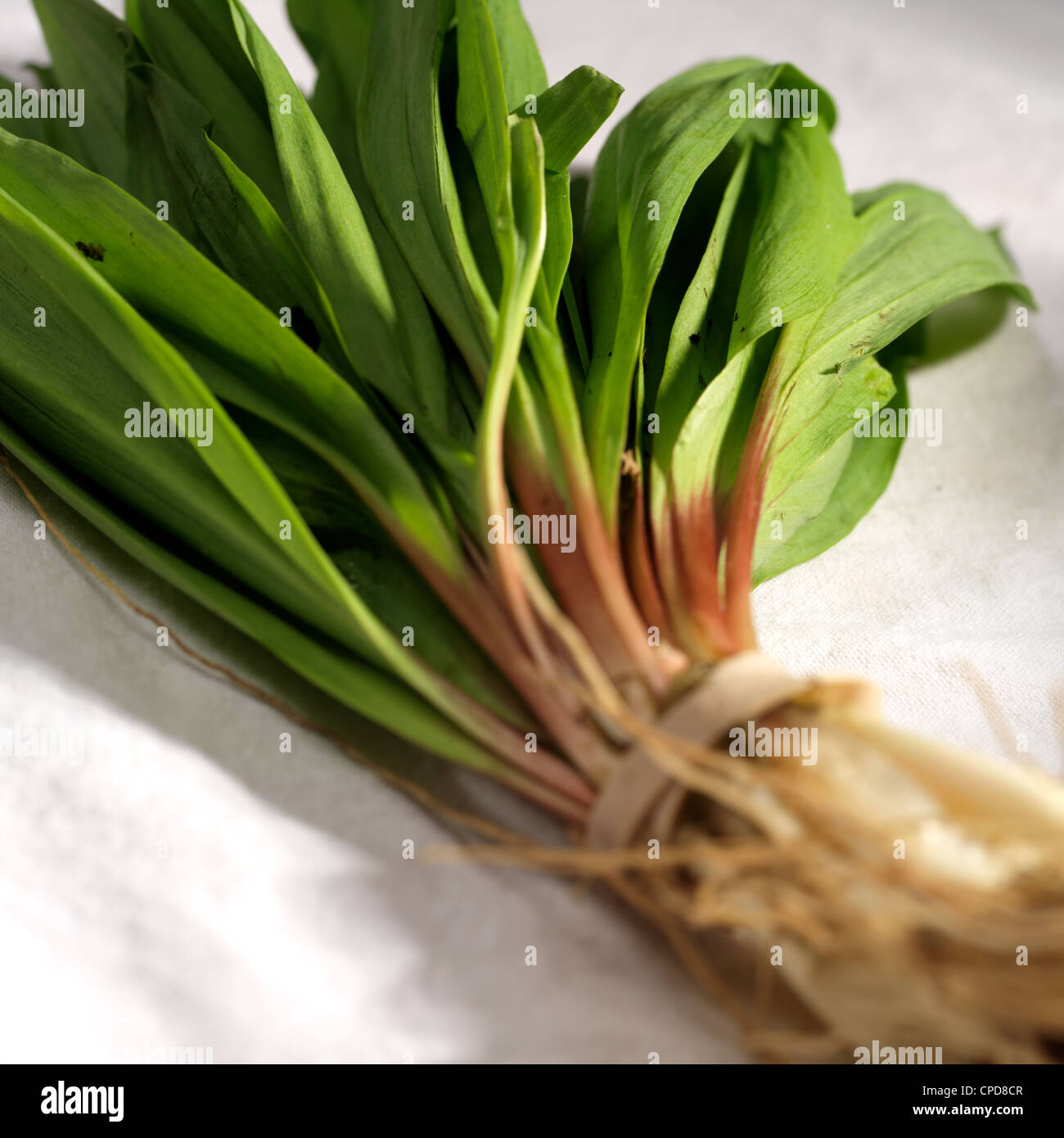 Ramps also known as Wild Leeks, Richwood, West Virginia, USA Appalachia ...
