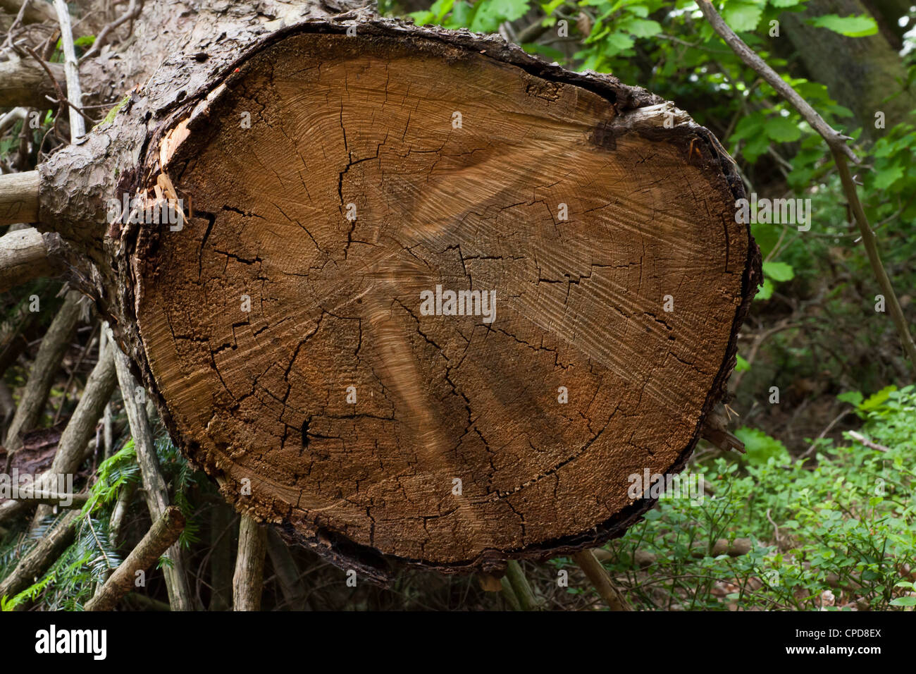 Tree trunk being cut 02 Stock Photo - Alamy