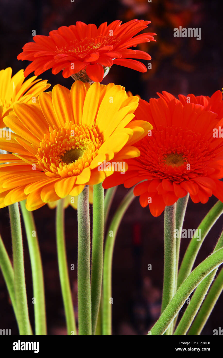 Germini flower hi-res stock photography and images - Alamy