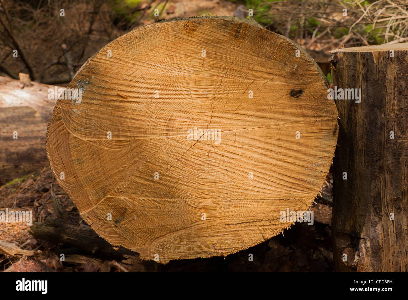 Tree trunk being cut 01 Stock Photo - Alamy