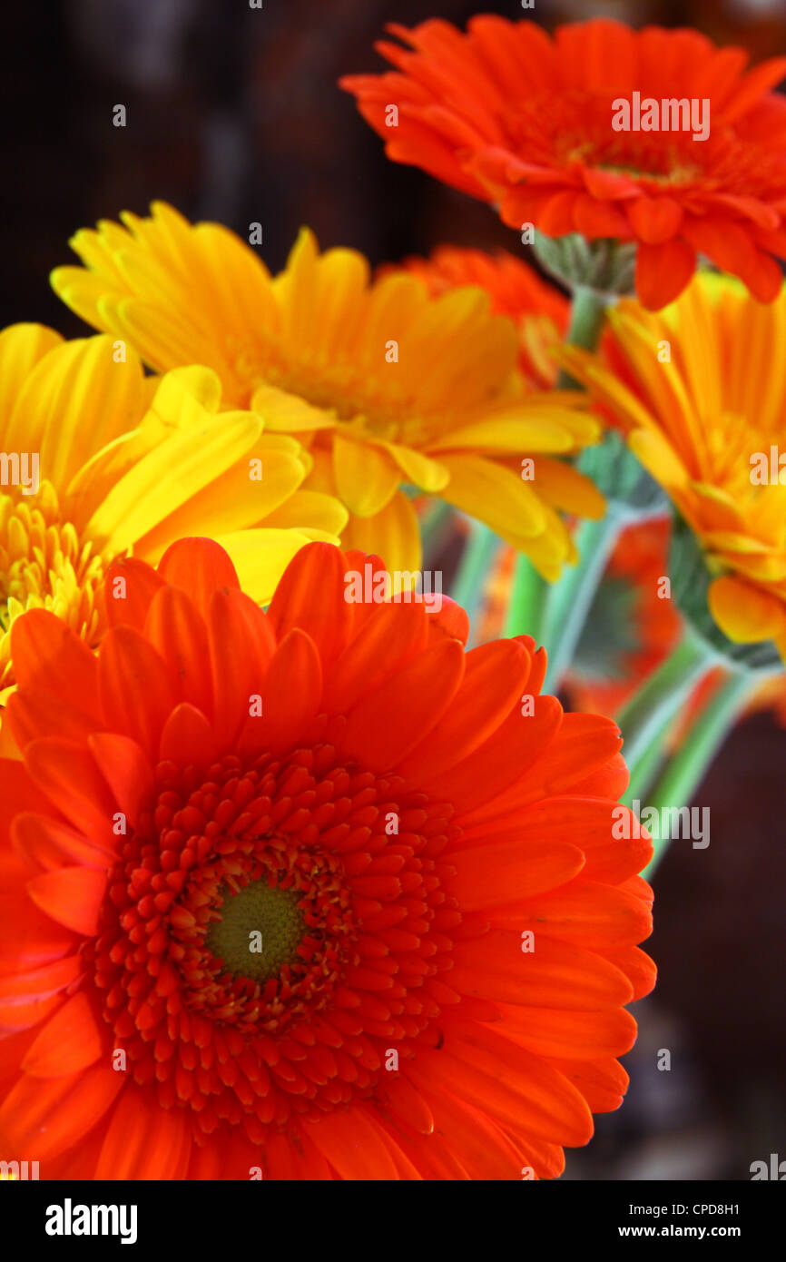 Germini flower hi-res stock photography and images - Alamy