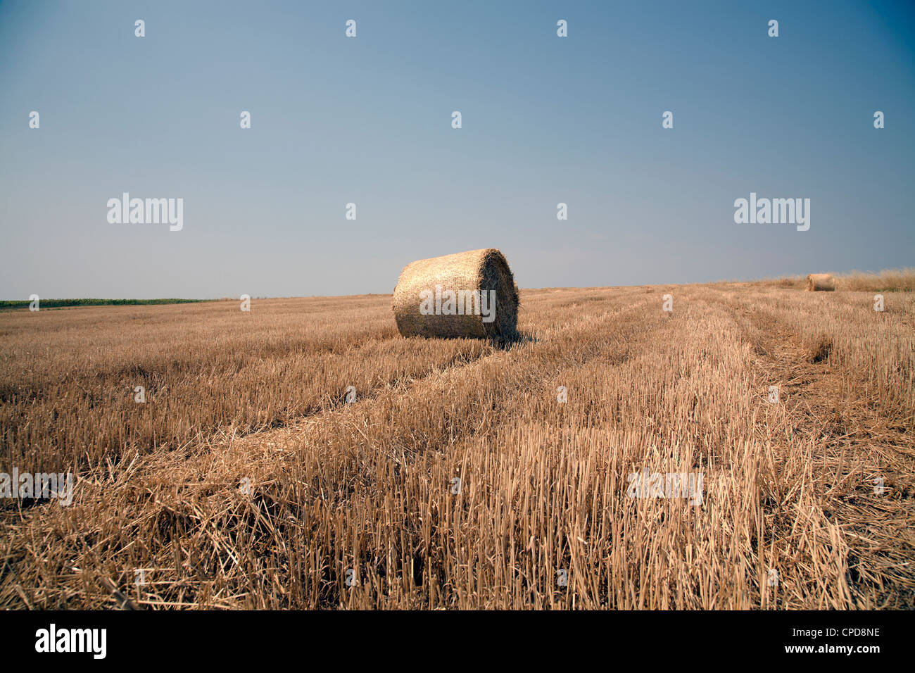 Field of straw bales Stock Photo - Alamy