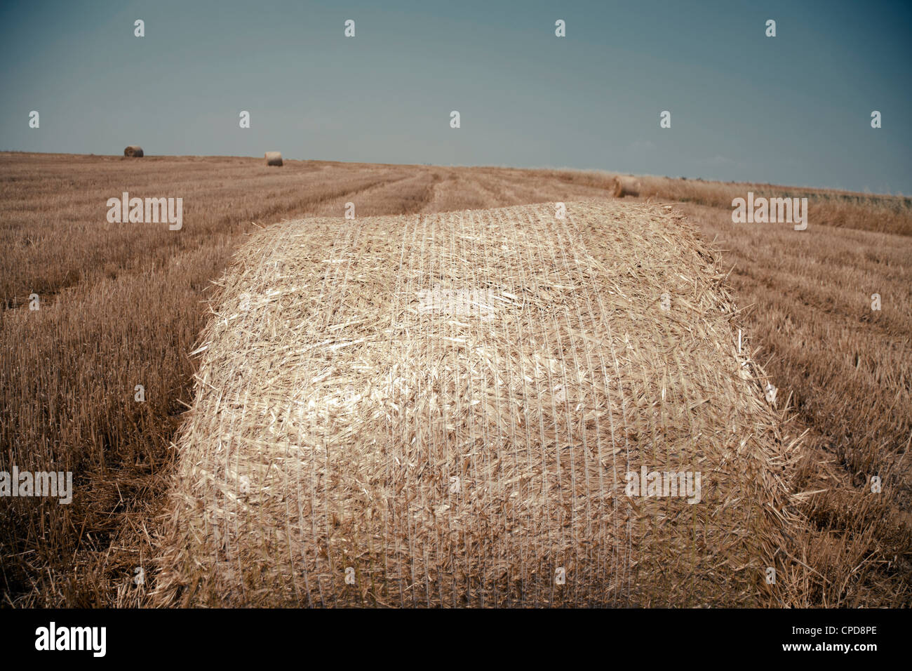 Bales of hay or straw. Field at harvest with crop cut and pressed Stock ...