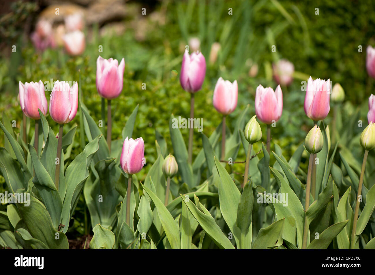 Triumph Tulip 'Gabriella', Triumph Tulip, with buds of Tulipa ‘Mount ...
